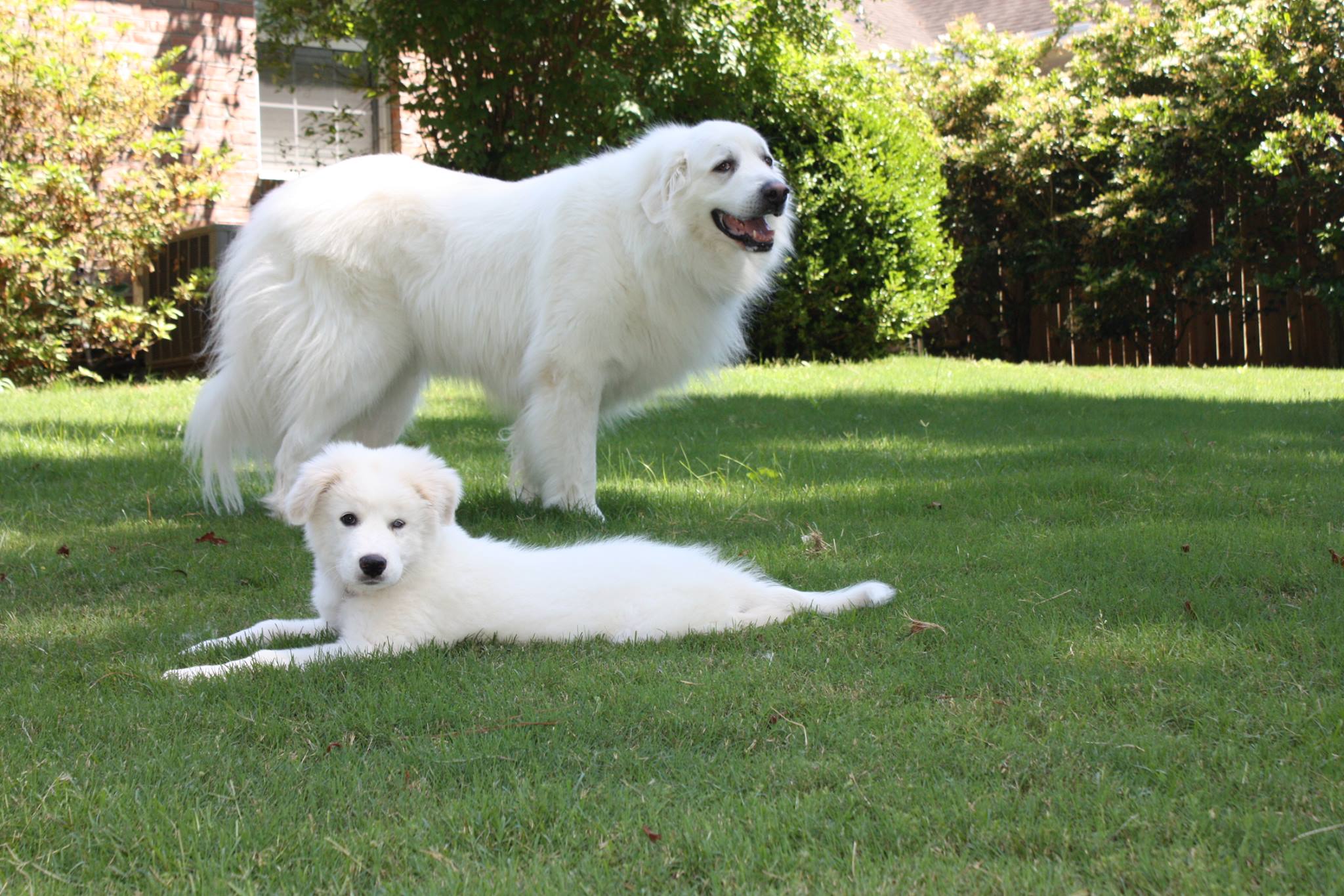 Contact Us – Great Pyrenees Rescue of Atlanta