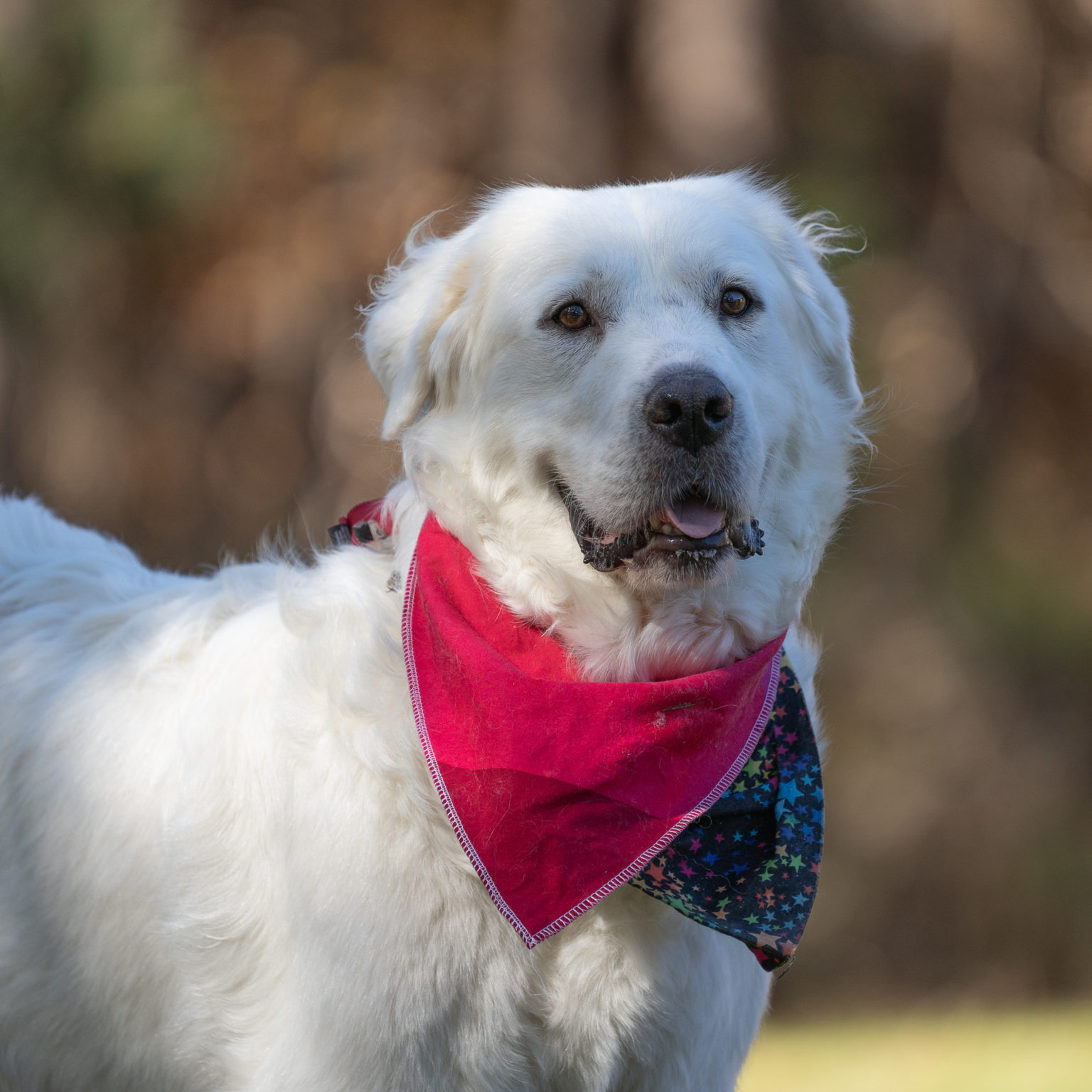 Available Dogs – Great Pyrenees Rescue of Atlanta