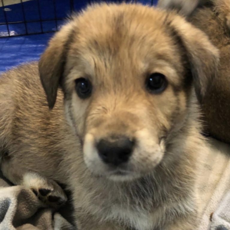 Adopted Furever Dogs – Great Pyrenees Rescue of Atlanta