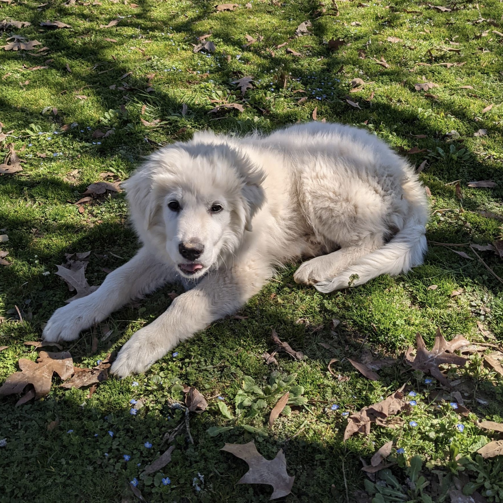 6 months – Great Pyrenees Rescue of Atlanta