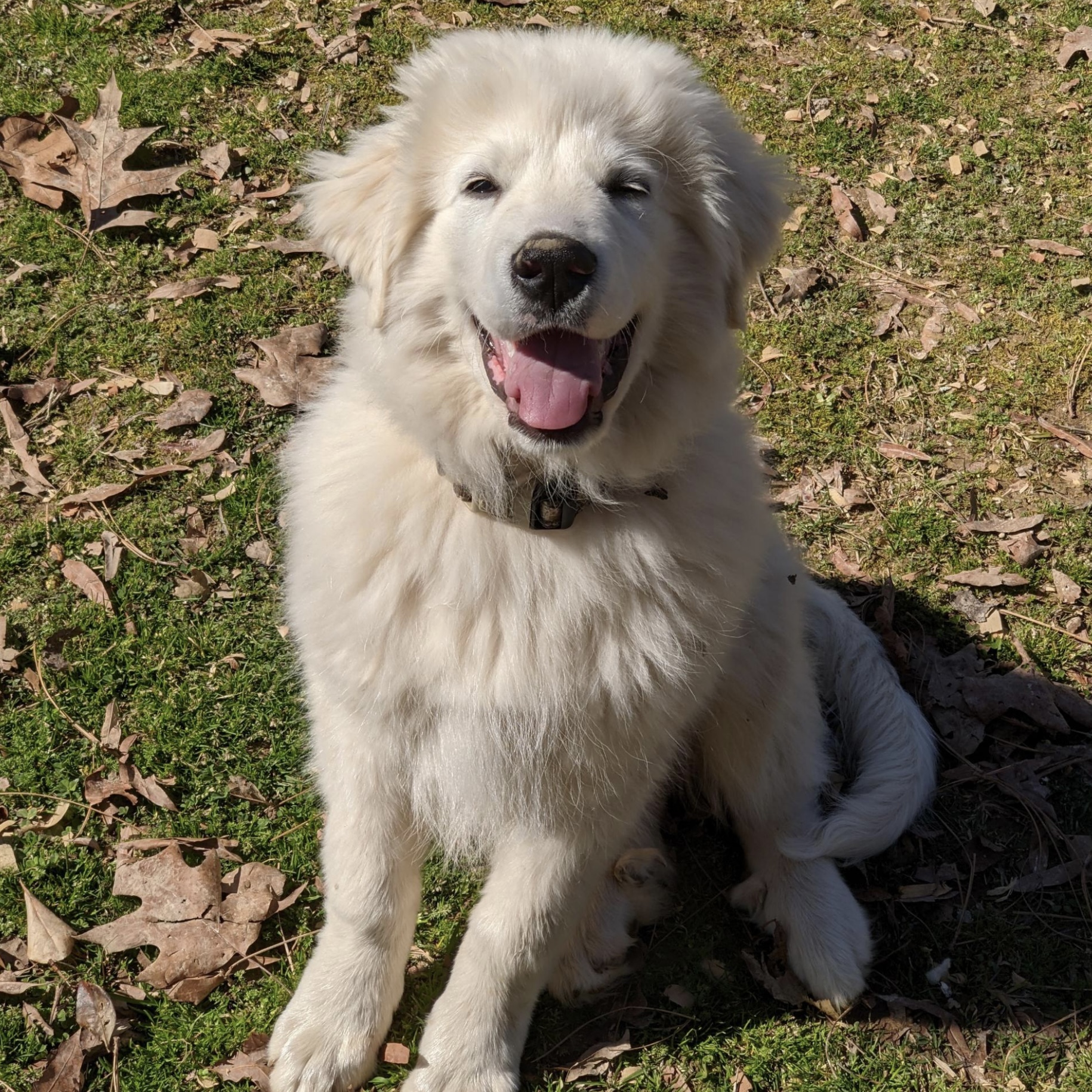 6 months – Great Pyrenees Rescue of Atlanta