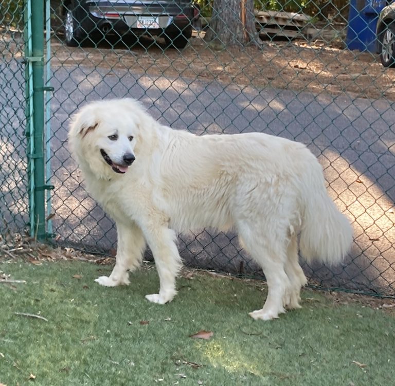 Available Dogs – Great Pyrenees Rescue of Atlanta