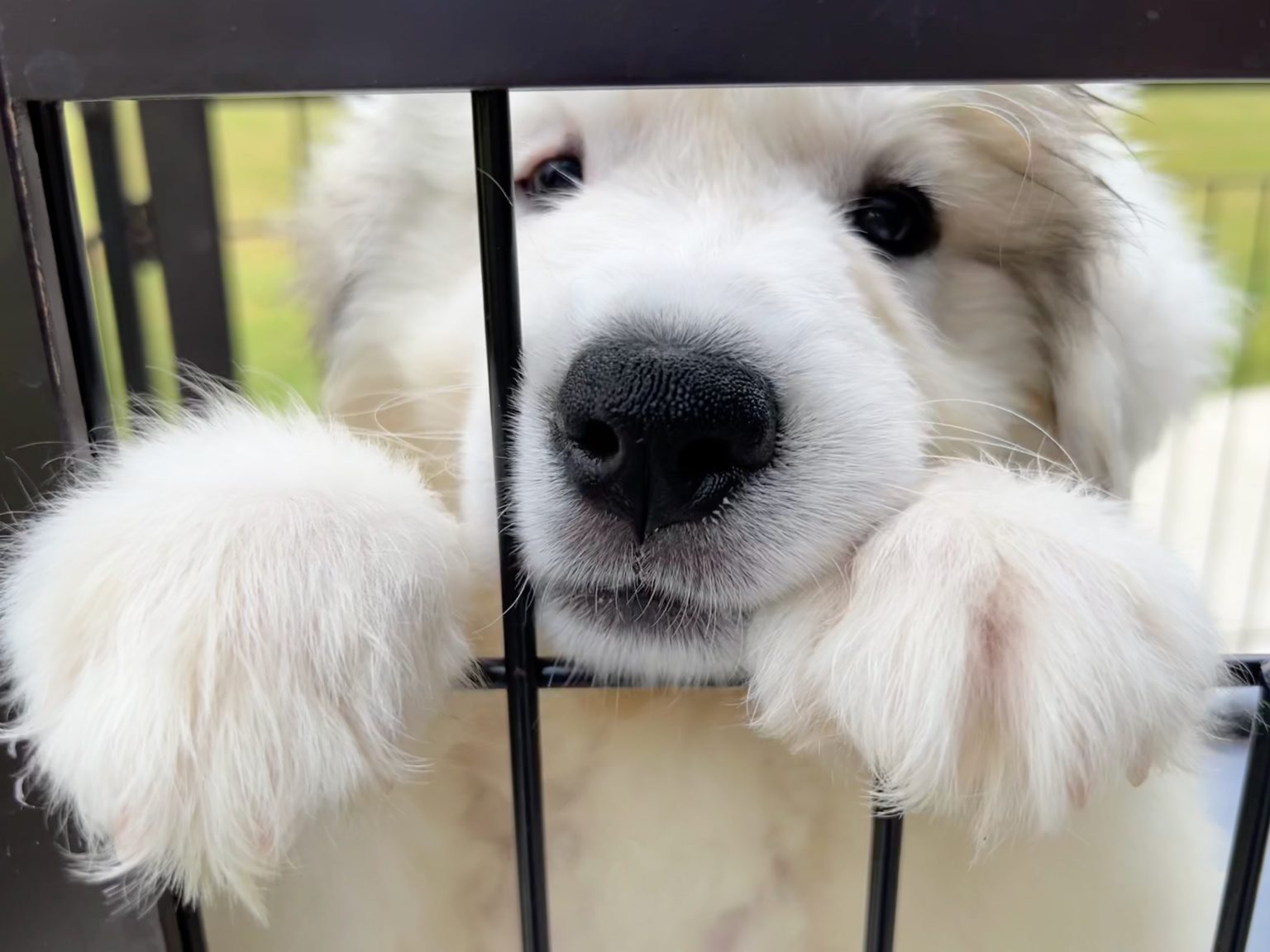 Available Dogs – Great Pyrenees Rescue of Atlanta