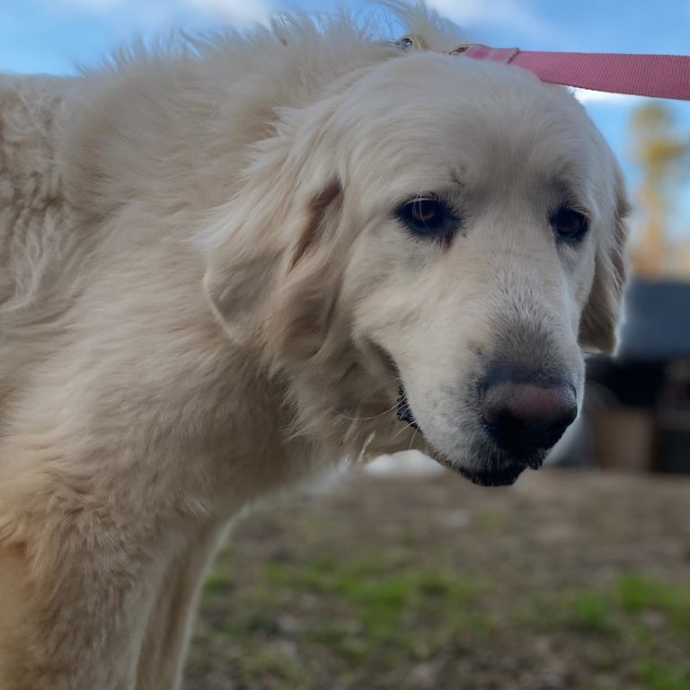 Adopted Furever Dogs – Great Pyrenees Rescue of Atlanta