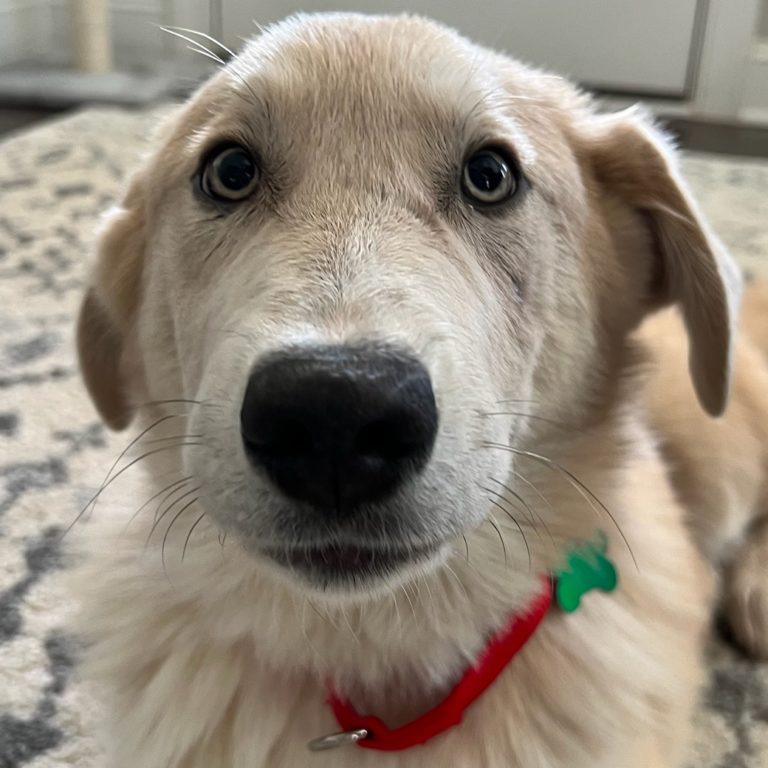 Adopted Furever Dogs – Great Pyrenees Rescue of Atlanta