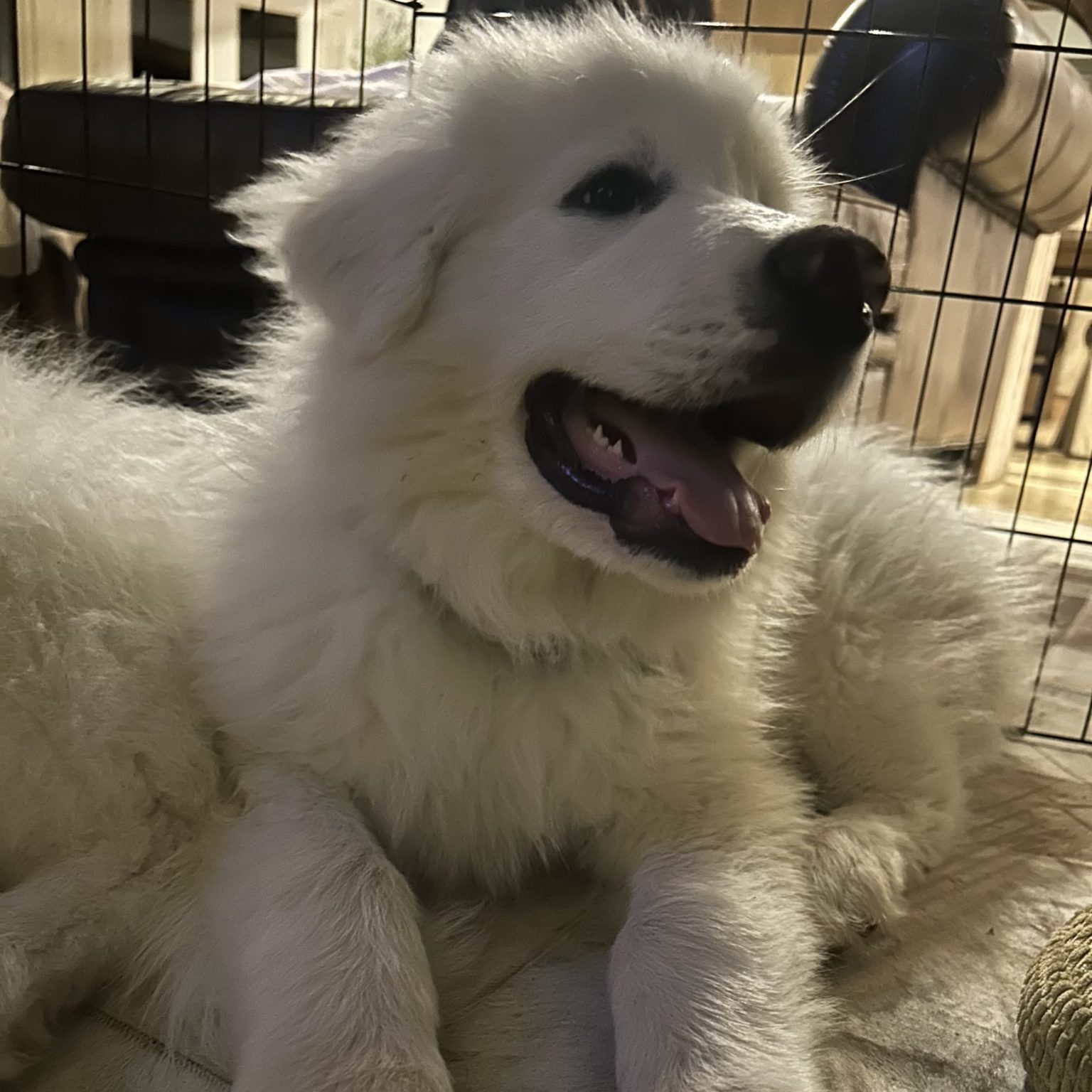 Adopted Furever Dogs – Great Pyrenees Rescue of Atlanta