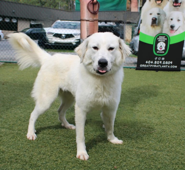 Adopted Furever Dogs – Great Pyrenees Rescue of Atlanta