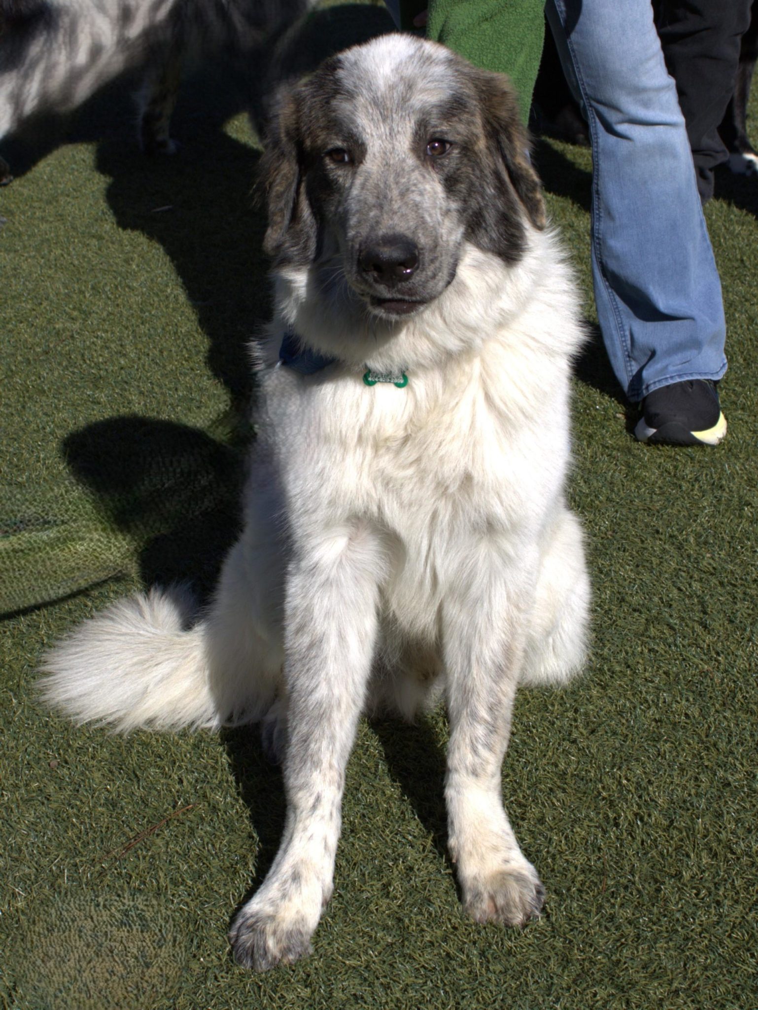 Adopted Furever Dogs – Great Pyrenees Rescue of Atlanta