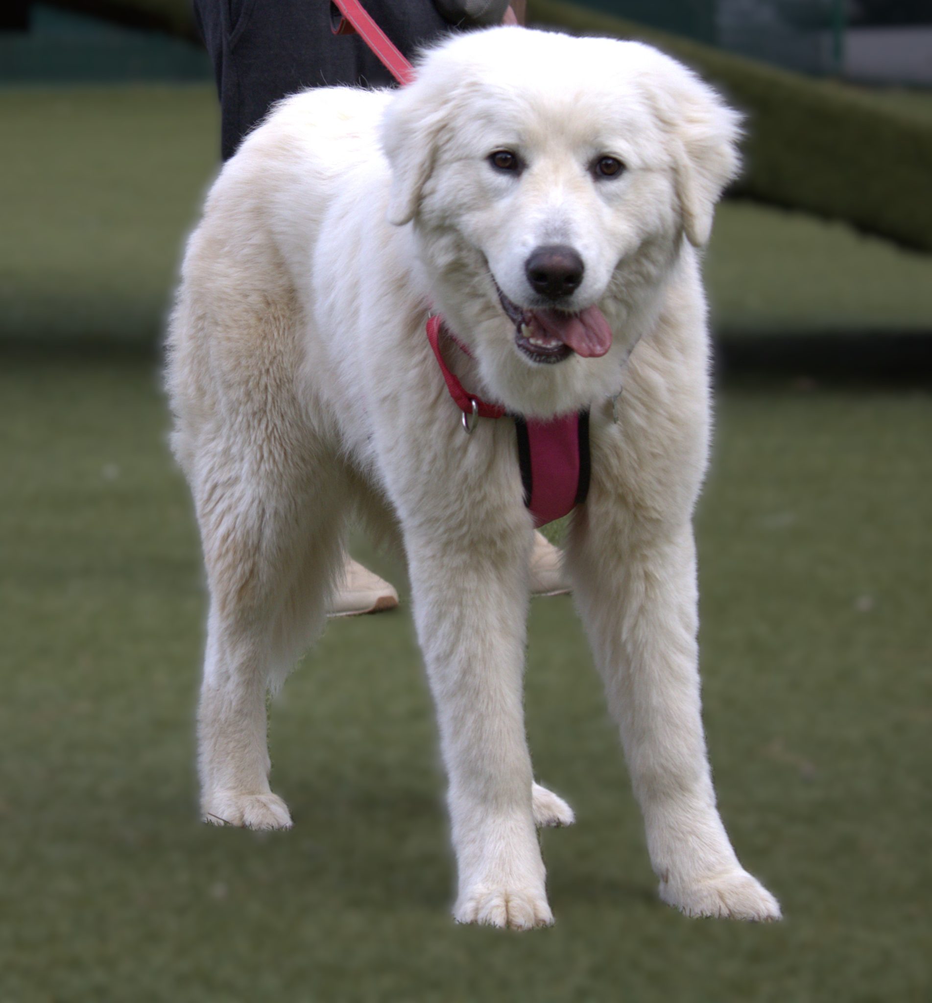 Available Dogs – Great Pyrenees Rescue of Atlanta
