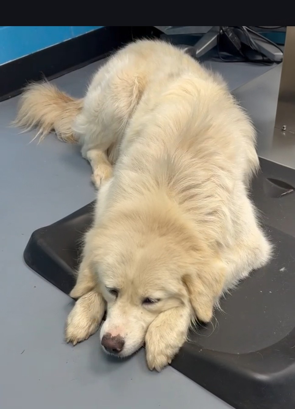 Jesse James – Great Pyrenees Rescue of Atlanta