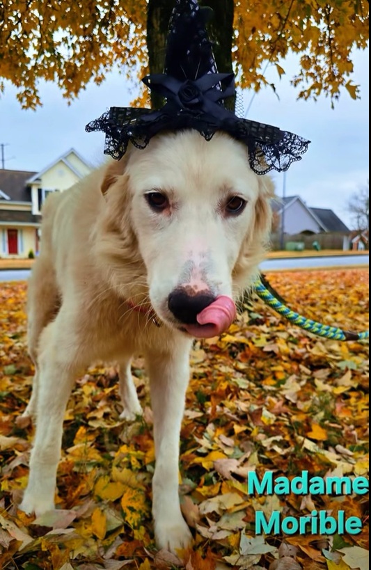 Madame Morrible – Great Pyrenees Rescue of Atlanta